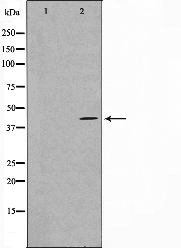MAPK3 Antibody | Affinity Biosciences LTD|亲科生物官网