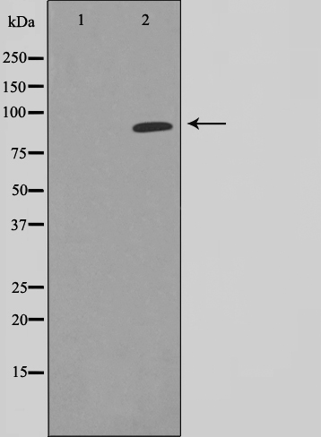 STAT5 Antibody | Affinity Biosciences LTD|亲科生物官网