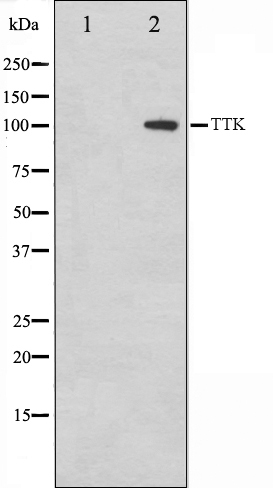 TTK Antibody | Affinity Biosciences LTD|亲科生物官网