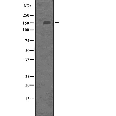 ITGA2 Antibody | Affinity Biosciences LTD|亲科生物官网