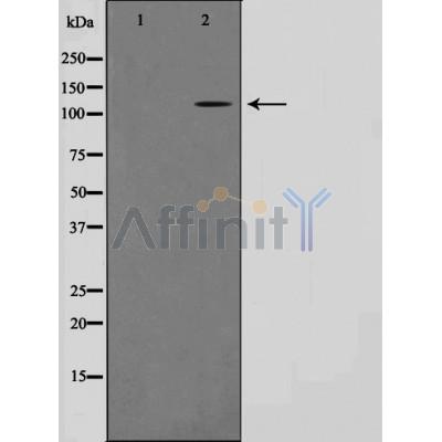 OPA1 Antibody | Affinity Biosciences LTD|亲科生物官网