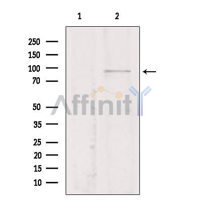 TMEM173/STING Antibody | Affinity Biosciences