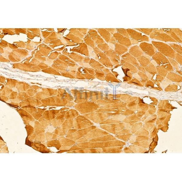 Occludin Antibody | Affinity Biosciences