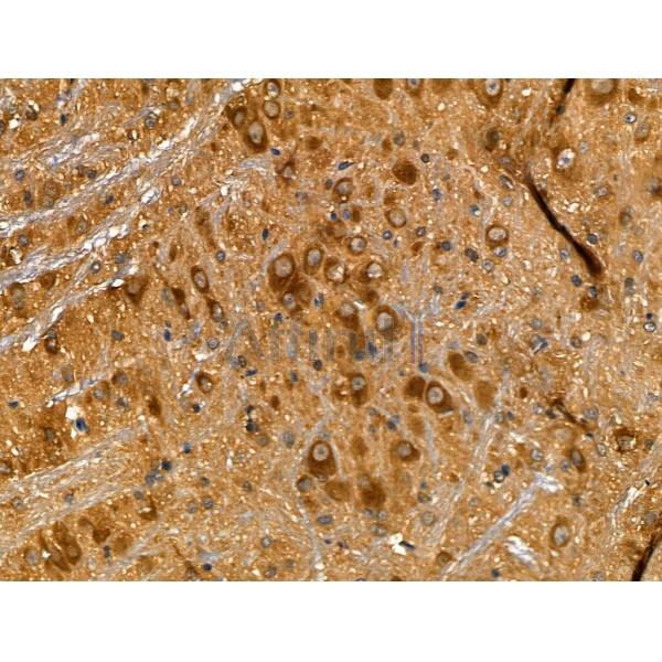 Cleaved-Caspase 8 (Asp384) Antibody | Affinity Biosciences LTD|亲科生物官网