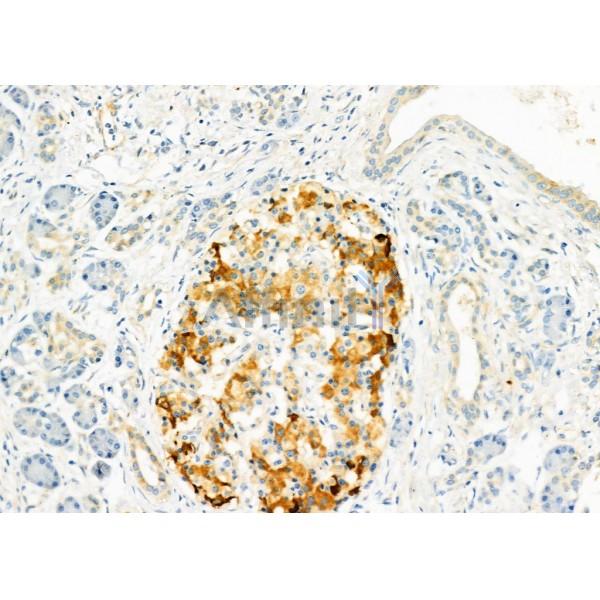Usp54 Antibody Affinity Biosciences