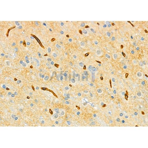 Usp54 Antibody Affinity Biosciences