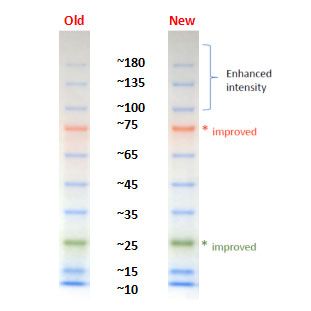 Affinity Prestained Protein Ladder (10-180 kDa) with 45kDa | Affinity ...