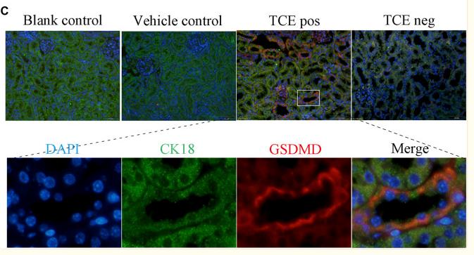 DFNA5/GSDME Antibody | Affinity Biosciences LTD|亲科生物官网